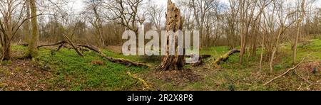Moody woodland landscape with rotting tree stump prominent, surviving ...