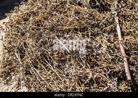 Beating about the soya bush Stock Photo - Alamy