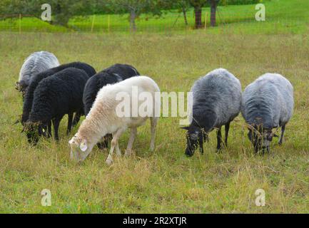 Germany, Baden-Wuerttemberg, near Eppingen, Kraichgau, field landscape ...