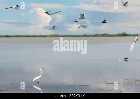 Birds on Taranaki volcano background, New Zealand Stock Photo - Alamy