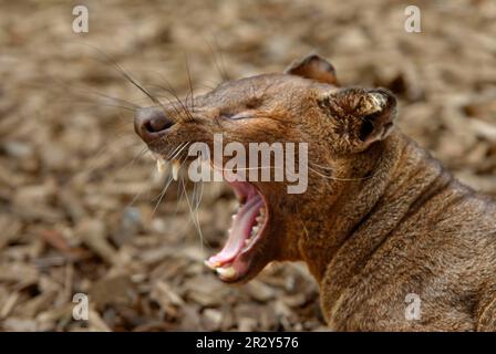 Fossa, fossas (Cryptoprocta ferox), endemic, predators, mammals ...