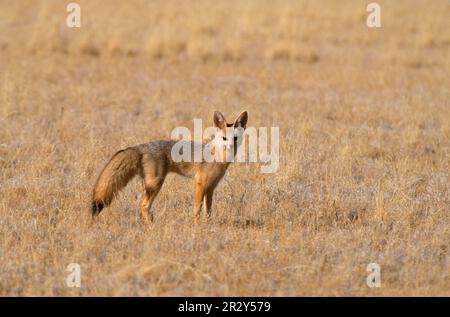 Cape Fox, Cama Fox, Silverback Fox, Cape Foxes (Vulpes chama), cape ...