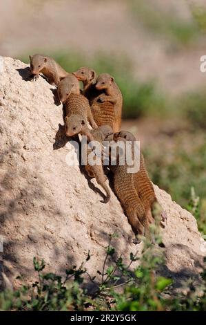 Banded mongoose family on Termite mound at Serengeti National Park ...