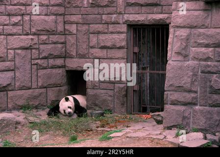 Giant panda (Ailuropoda melanoleuca) at the Beijing Zoo Stock Photo - Alamy