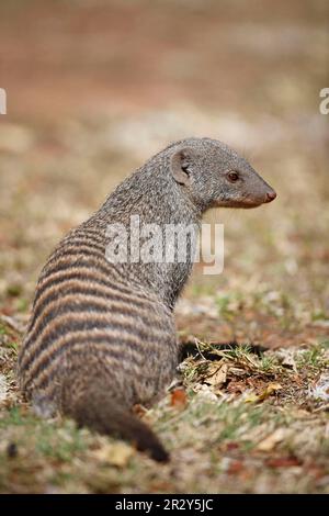 Banded mongoose in the African savannah near shrubs Stock Photo - Alamy