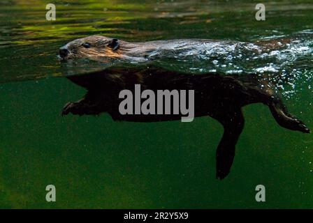 Canada beaver, castoreum (Castor fiber canadensis), Canadian beavers ...