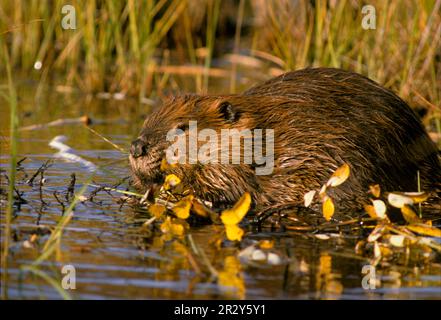 Canada beaver, castoreum (Castor fiber canadensis), Canadian beavers ...
