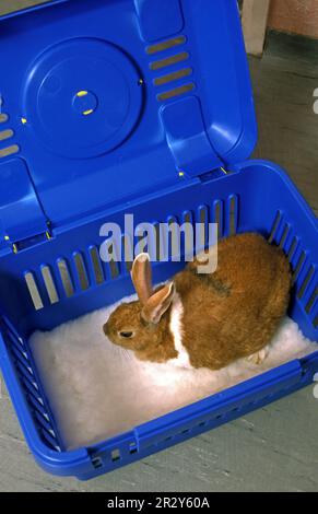 Rabbit in a transport box, pet locked in a cage, taking care of ...
