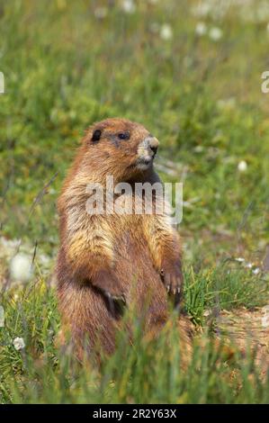 Olympic Marmots at Olympic National Park in Washington state Stock ...