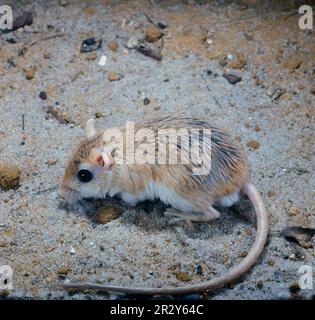 Egyptian gerbil, Egyptian gerbils, Rodents, Mammals, Animals, Egyptian ...