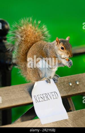 Funny grey american squirrel sitting in a tree on blue sky background ...
