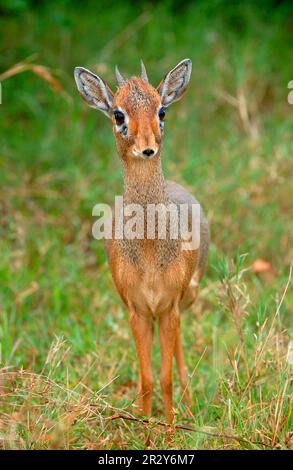 Kirk's Dik-dik (Madoqua kirkii) adult male, close-up of head, Shaba National Reserve, Kenya ...