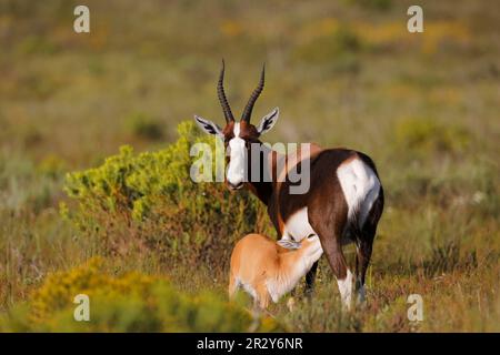 Bontebok (Damaliscus pygargus pygargus) calf suckling on its mother ...