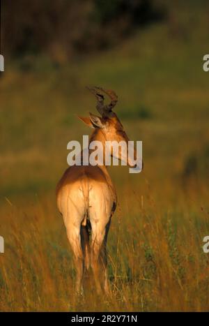 Congoni, hartebeest, Congonis, hartebeest, antelopes, ungulates, even ...