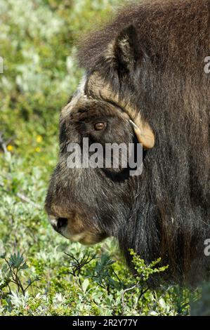 Close up of an ox head side with black and white color Stock Photo - Alamy