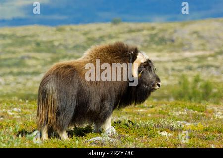 Musk oxes (Ovibos moschatus), ungulates, mammals, animals, Musk Ox ...