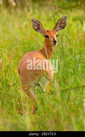 Female steenbok Raphicerus campestris Etosha National Park Namibia ...