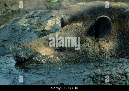 Lowland tapirs, tapir, tapirs, ungulates, mammals, animals, odd-toed ...