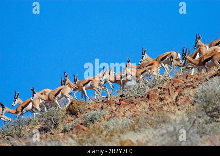 Springbok (Antidorcas marsupialis) herd, running, Kgalagadi N. P ...