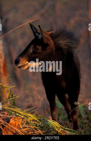 Mainland serow, a goat-like mammal of genus Capricornis Stock Photo - Alamy