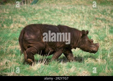 Diceros sumatrensis, Sumatran rhinoceros, Sumatran rhinoceroses ...