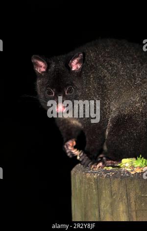 Mountain Bushtail Ossum, Wilson Promontory National Park, mountain ...