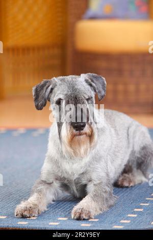 Medium Schnauzer, male, pepper-salt, 10 years old Stock Photo - Alamy