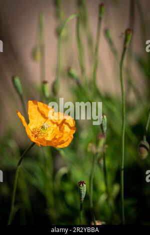 Spanish Poppy (Papaver rupifragum Stock Photo - Alamy