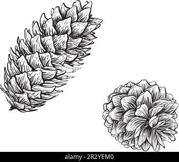 Spruce cones. Vector sketch illustrations. Watercolor image of fir cone ...