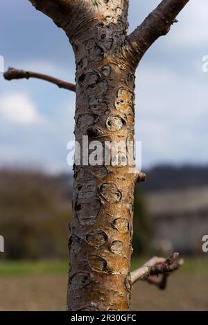 Damage to a branch of a fruit tree. Spring work in the garden. Caring ...