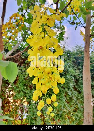 Cassia fistula flower ( Vishu Kani Konna flowers ) blossom on golden ...
