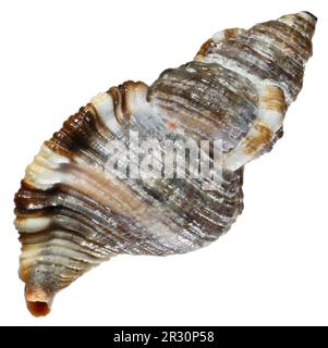 Hairy Triton shell (Monoplex pilearis Stock Photo - Alamy