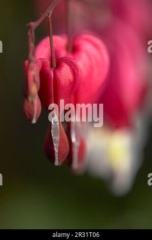 Weeping Hearts Flower Stock Photo - Alamy