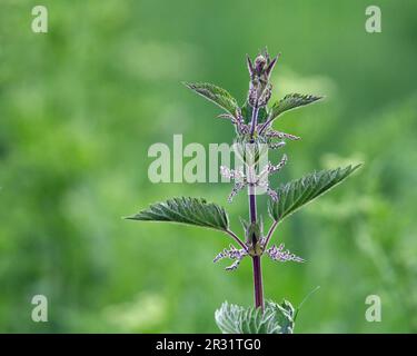 single common stinging nettle (Urtica dioica) isolated isolated on a ...
