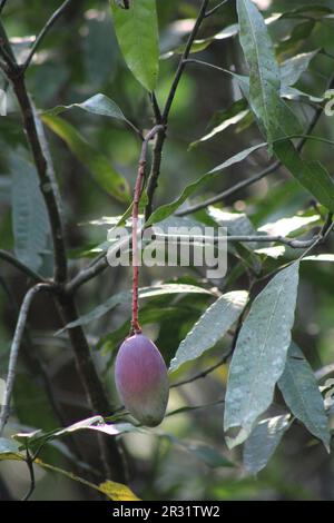 Ripe mango hanging from a tree with blurred mango tree background ...