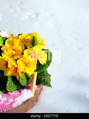 Spring primrose in the snow Stock Photo - Alamy