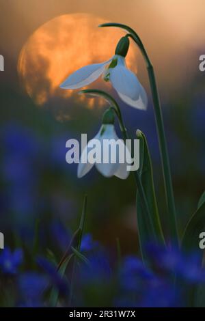 Snowdrop (Galanthus), in the light of the setting sun, taken in my ...
