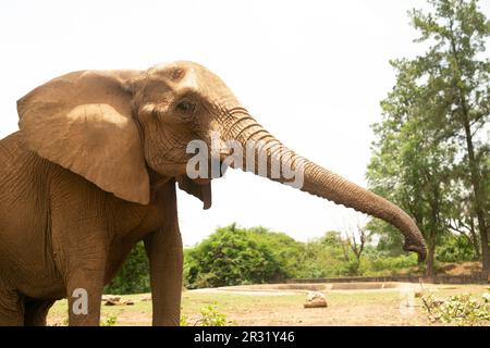 100 years old elephant enjoy in Wildlife Park, Jos, Nigeria Stock Photo ...