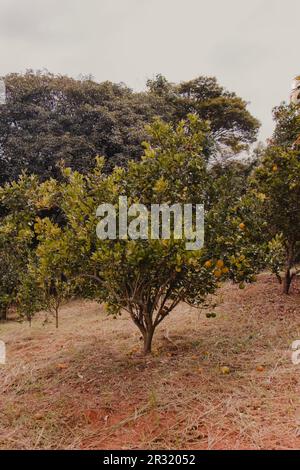 orange tree loaded with fruits Stock Photo - Alamy