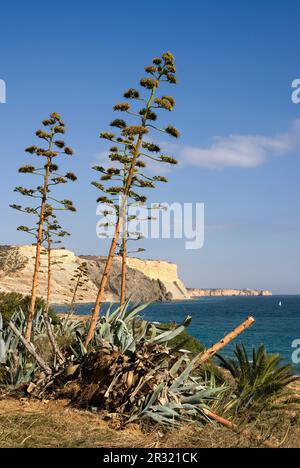 Coastal section in Luz Stock Photo - Alamy