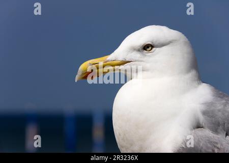 Head of a silver mew Stock Photo - Alamy