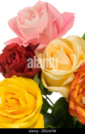 Five orange roses Stock Photo - Alamy