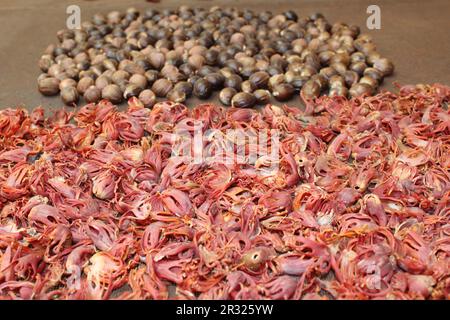 the spice nutmeg and mace on drying benches Stock Photo - Alamy