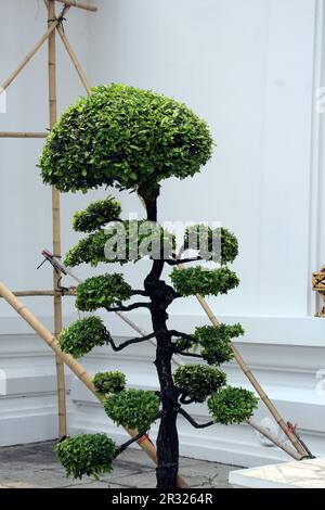 Topiary tree at (Wat Pho) Reclining Buddha near Bangkok in Thailand ...