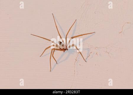 Mediterranean recluse spider (Loxosceles rufescens) guarding eggs ...