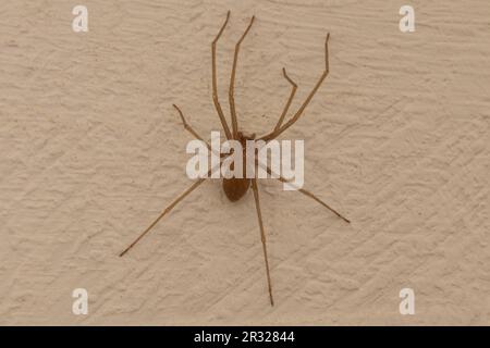 Mediterranean recluse spider (Loxosceles rufescens) guarding eggs ...