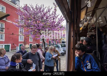 pasajeros en el tranvía, Lisboa, Portugal Stock Photo - Alamy
