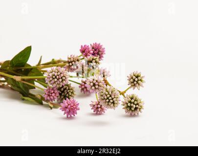 Pink Knotweed (Persicaria capitata), invasive plants in the Hawaii ...