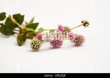 Pink Knotweed (Persicaria capitata), invasive plants in the Hawaii ...