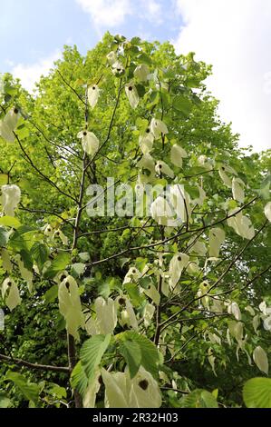 Exbury ghost tree dove tree handkerchief tree Stock Photo - Alamy